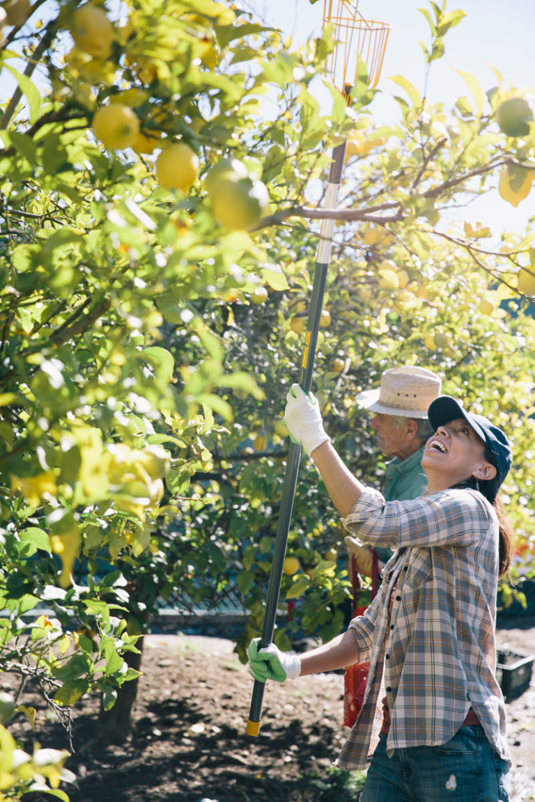 Spring Gleaning & Fruits of Our Labor – TOMOGRAFICA